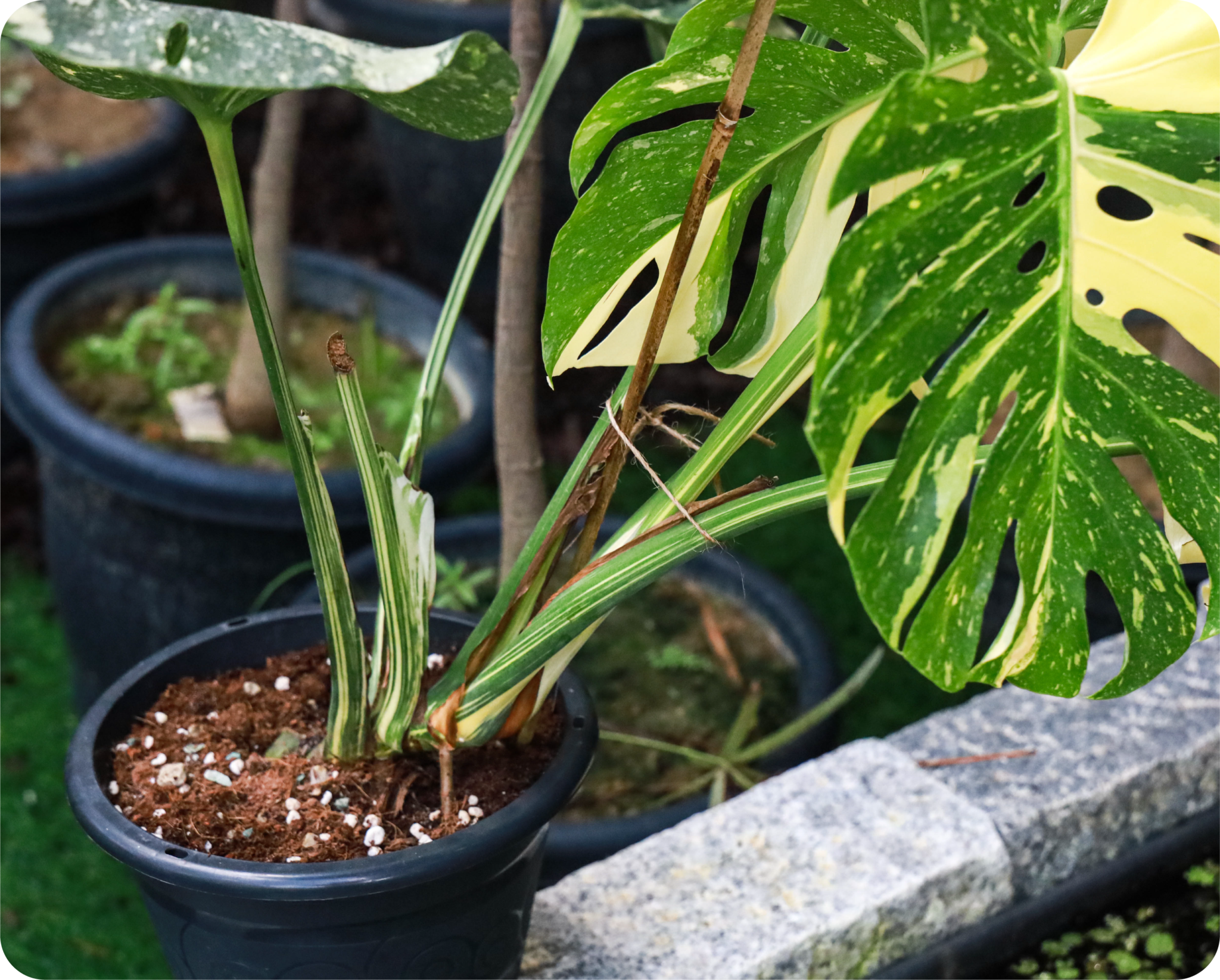 Understanding Common Plant Problems: Stretching, and How to Fix It ...