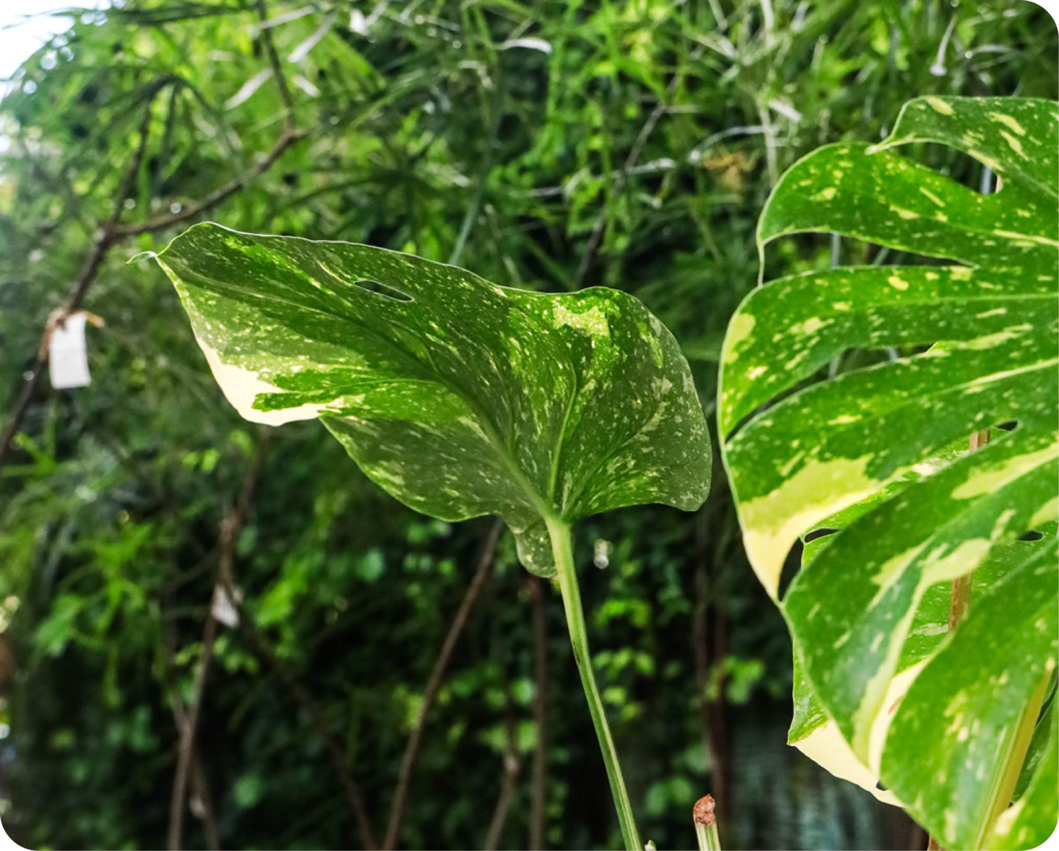 Understanding Common Plant Problems: Stretching, and How to Fix It ...